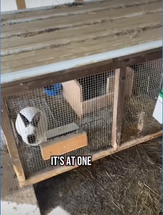 Did you know? Rabbits reproduce so quickly that they can actually ...