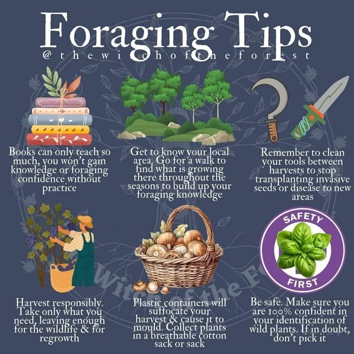 Foraging Tips *Prepper Watchman Report!* – Prepping Communities