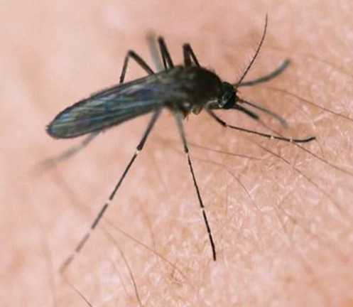Mosquito control tips that work—and common myths that don’t—when ...