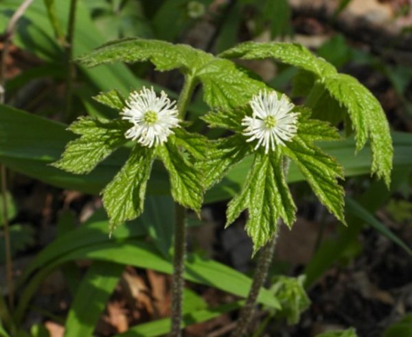 Goldenseal: The golden healer of North America – Prepping Communities